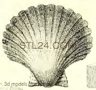 Shells - SHELL_0161 - | 3D model 3DSMAX / OBJ / STL. 3D stl model for CNC