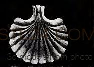 Shells - SHELL_0204 - | 3D model 3DSMAX / OBJ / STL. 3D stl model for CNC